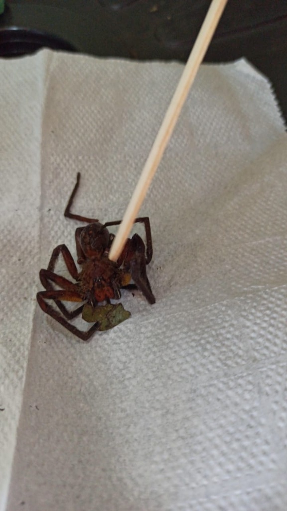 Armed Spiders from Lábrea, AM, BR on January 07, 2022 at 10:22 AM by ...