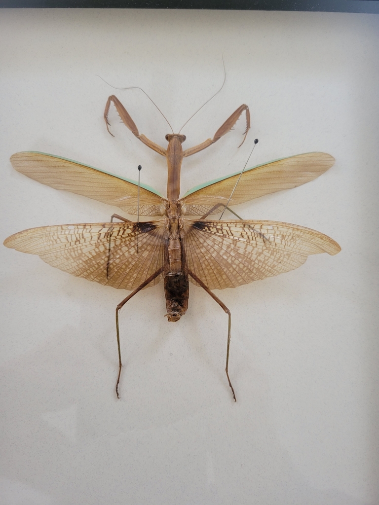 Chinese Mantis in January 2022 by Jackie · iNaturalist