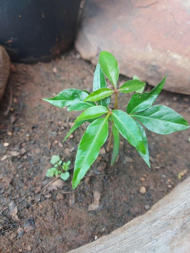 Karees from Protea Park, Rustenburg, 2999, South Africa on January 7 ...