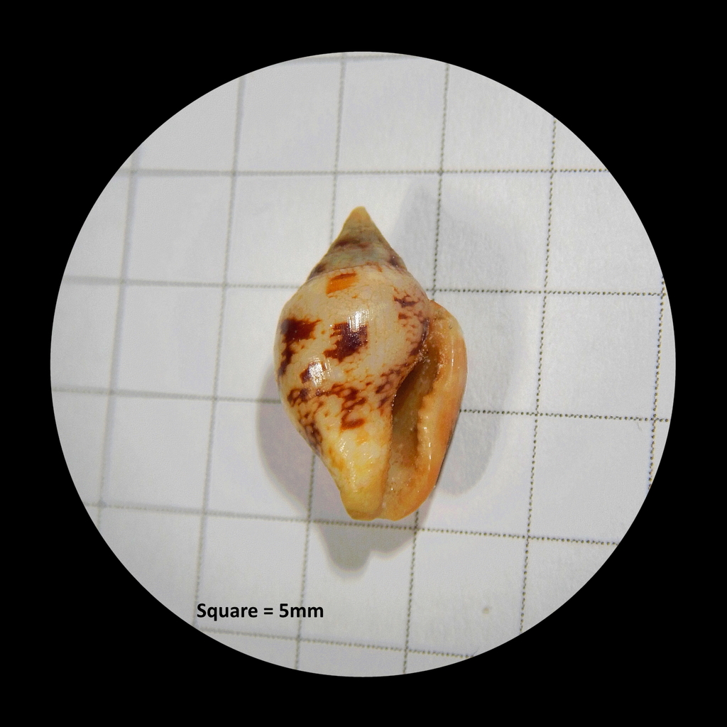 Rustic Dove-shell from Otok Krk, Croatia on July 1, 2014 by Stefan Pav ...