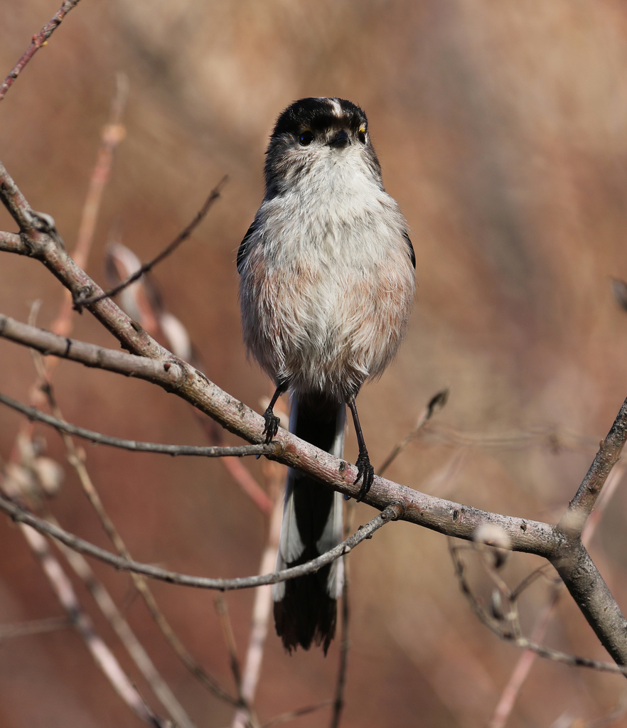 Long-tailed Tit from Granada, Andalusia, Spain on January 01, 2022 at ...