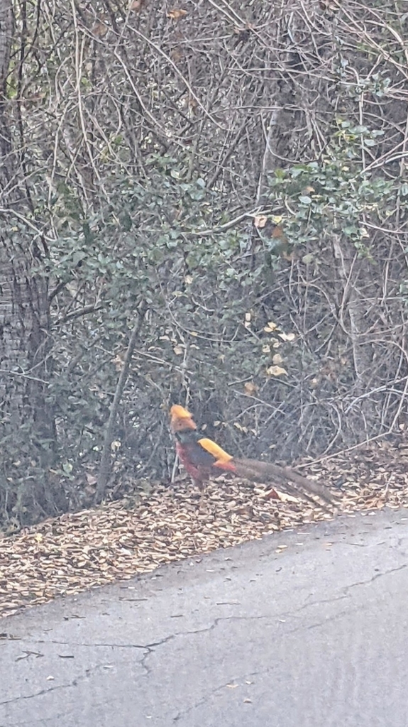 Golden Pheasant from Cambria, CA 93428, USA on January 7, 2022 at 07:46 ...