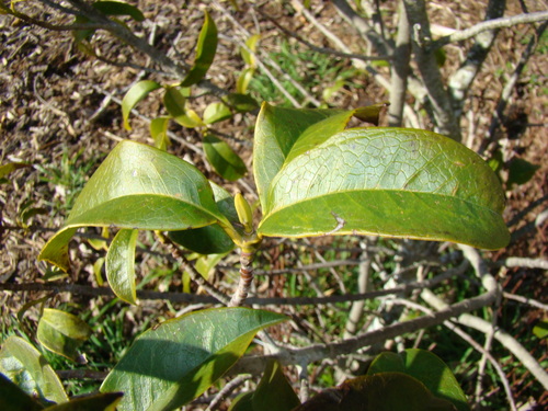 Magnolia insignis · iNaturalist