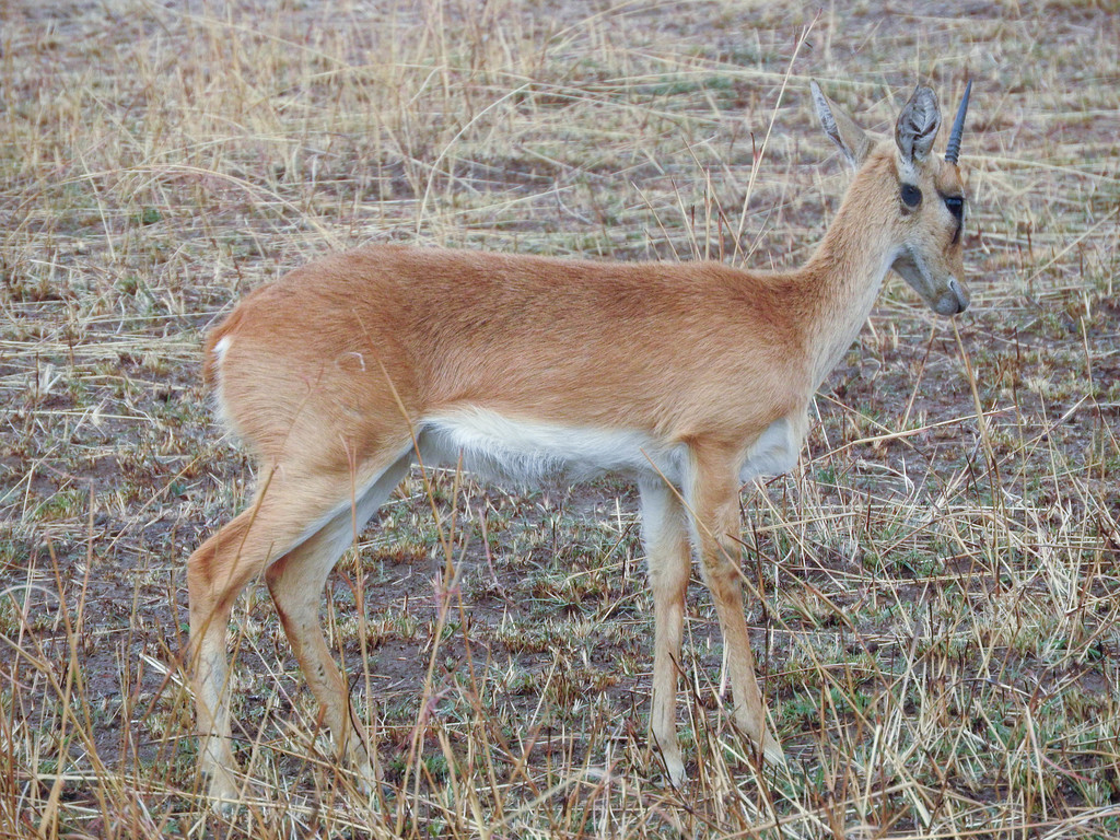 Oribi from Serengeti, Tanzania on September 22, 2015 at 09:58 AM by ...