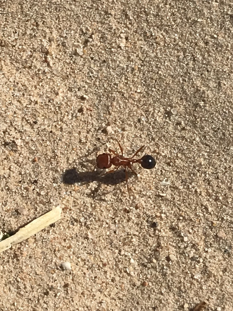 California Harvester Ant from Libramiento Caborca-Sonoita, Puerto ...