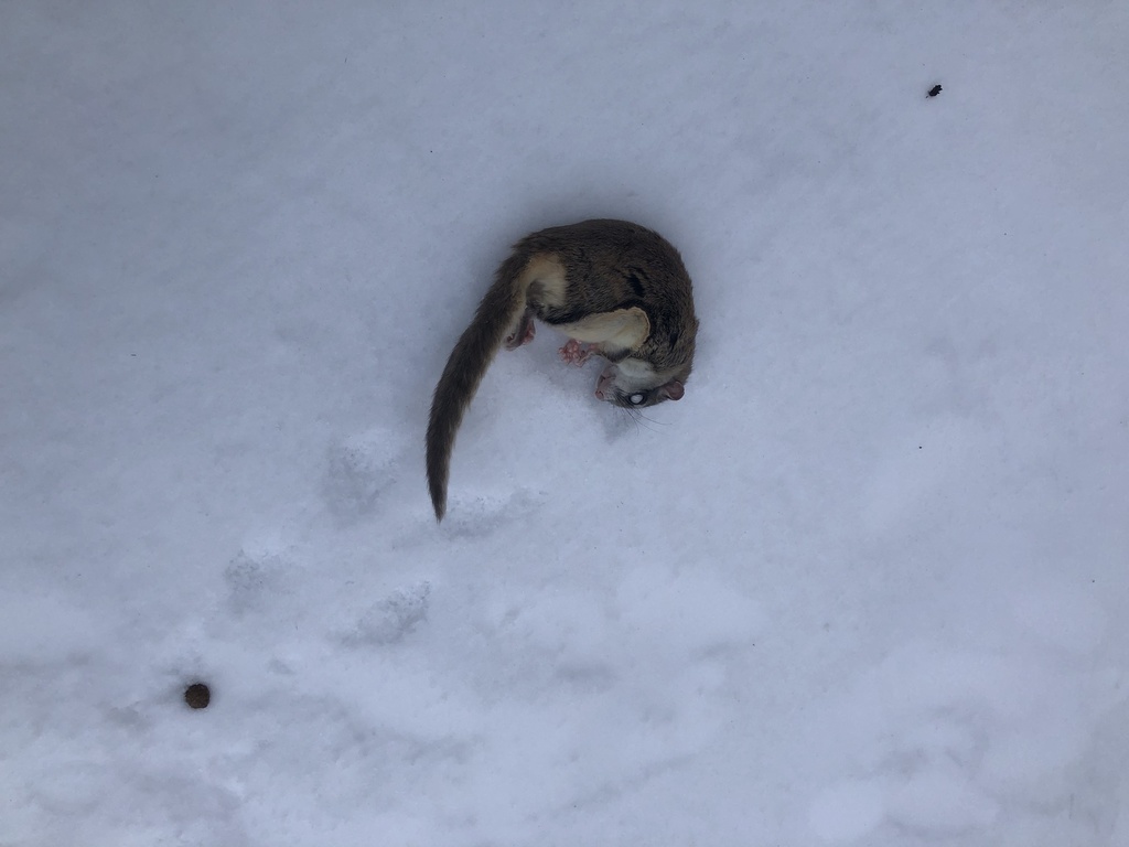 Southern Flying Squirrel from Emerson Ave S, Minneapolis, MN, US on ...