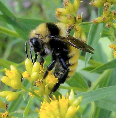 Northern Amber Bumble Bee from Belgrade, ME, USA on August 09, 2017 at ...