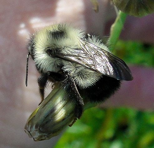 Half-black Bumble Bee from Fairfield, ME, USA on August 31, 2018 at 02: ...