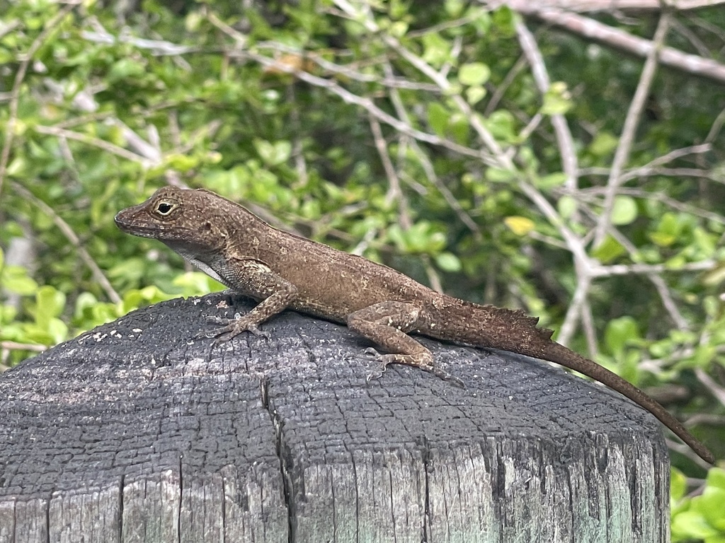 Crested Anole from Puerto Rico, Loíza, PR, US on January 4, 2022 at 09: ...