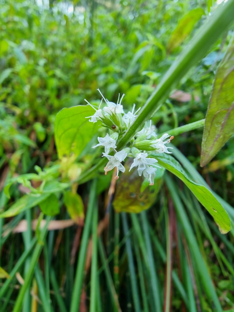 Native River Mint from Parkville VIC 3052, Australia on January 7, 2022 ...