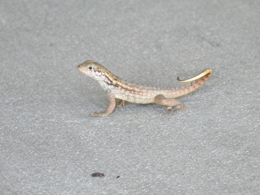 Northern Curly-tailed Lizard from Key Largo, FL 33037, USA on January ...