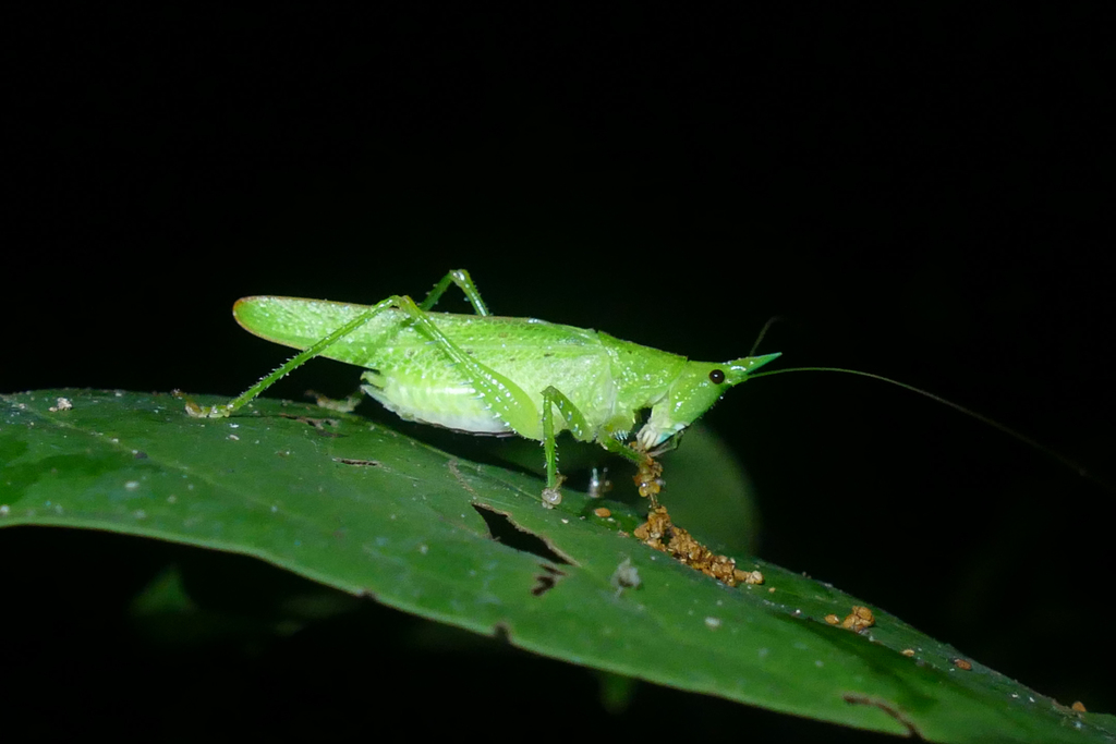 Copiphora gracilis from Sani Lodge vicinity, Shushufindi, Ecuador on 11 ...