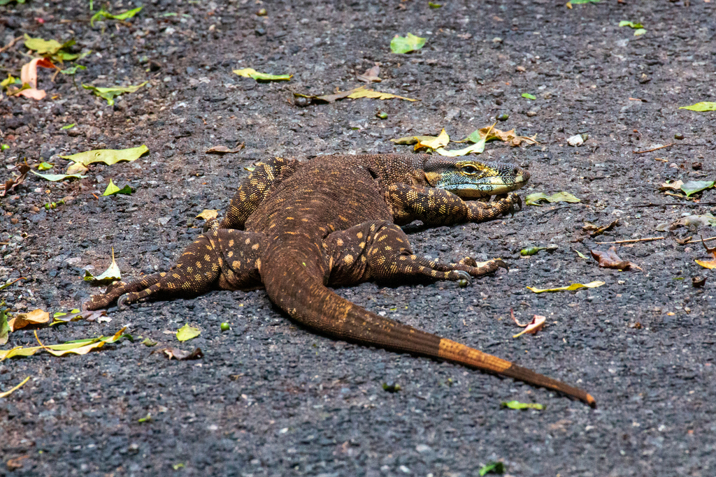 Lace Monitor from Queensland, Australia on January 02, 2022 at 12:06 PM ...