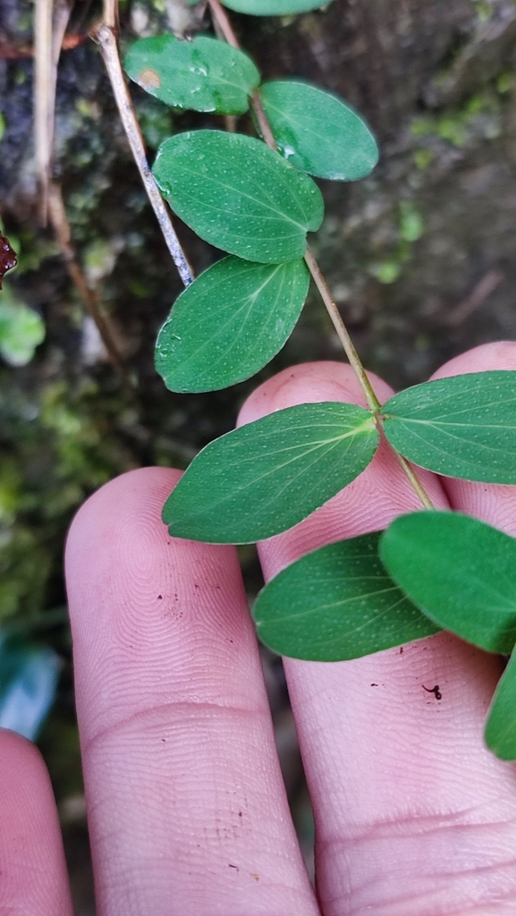 Hypericum taihezanense from Taroko, TW-TA-NT, TW-TA, TW on January 8 ...