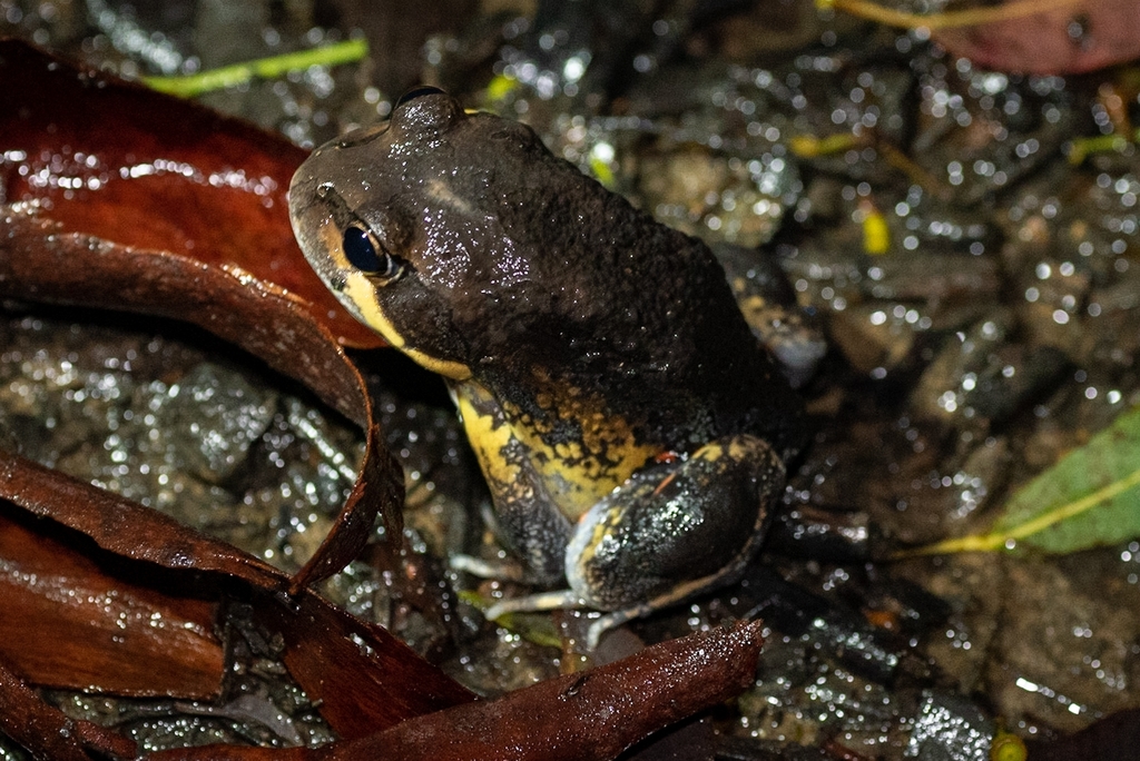 Northern Banjo Frog from Enoggera Reservoir QLD 4520, Australia on ...