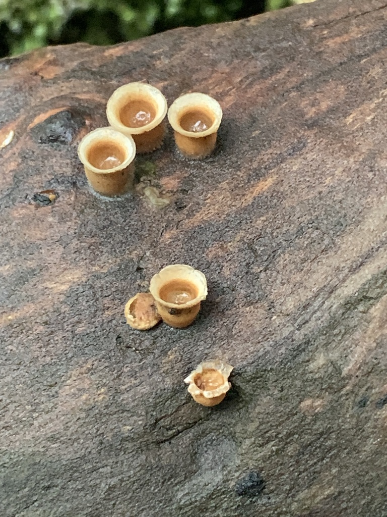 Nidula from Jordan River, Capital, BC, CA on January 05, 2022 at 03:22 ...