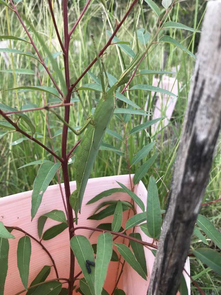 Red-winged Stick Insect from Woolshed Creek Rd, Tallegalla, QLD, AU on ...
