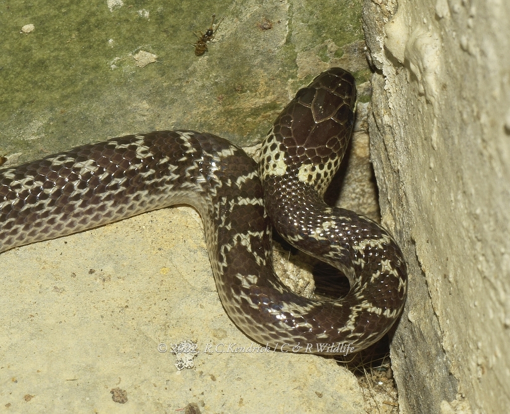 Common Wolf Snake from Lam Tsuen, Hong Kong on January 6, 2022 at 07:54 ...