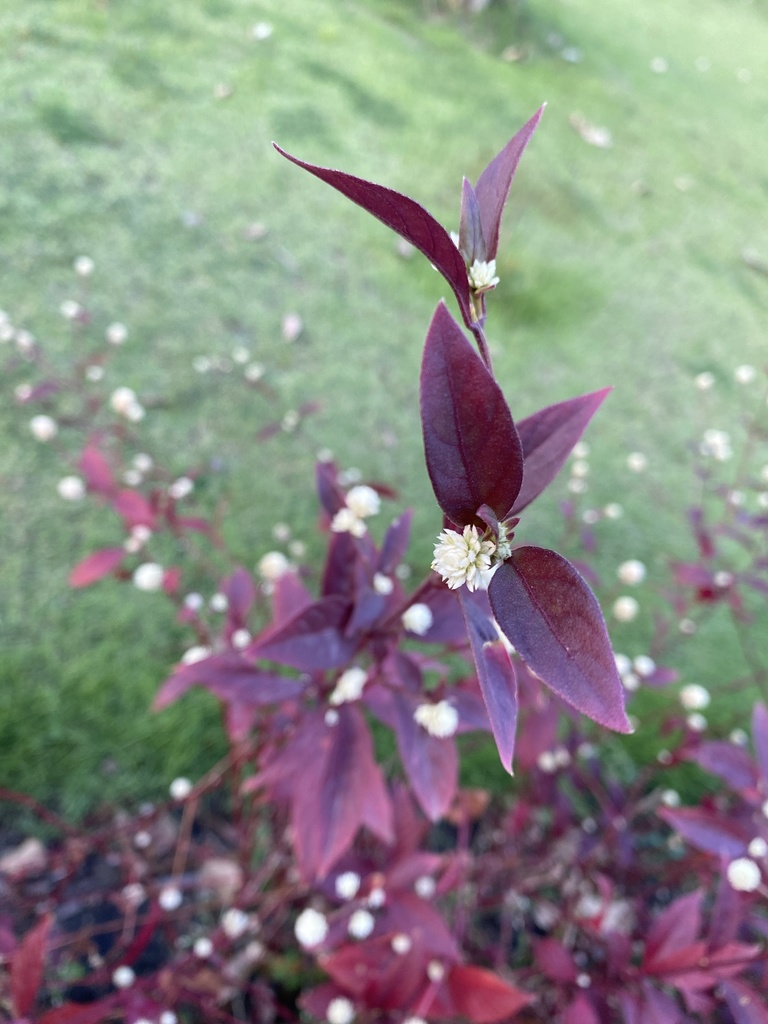 Ruby Leaf from Soi Samit, Bangkok, Bangkok, TH on January 08, 2022 at ...