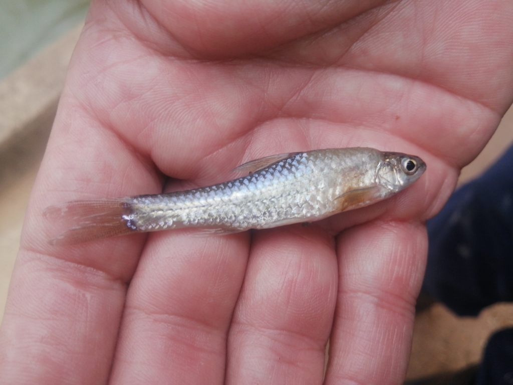 Longbeard Barb from Bela-Bela Local Municipality, South Africa on ...