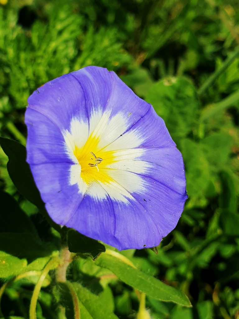 Dwarf Morning-glory from 2740 Porto Salvo, Portugal on January 8, 2022 ...