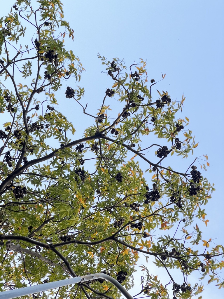 Java Olive from Lumphini Park, Bangkok, Bangkok, TH on January 08, 2022 ...