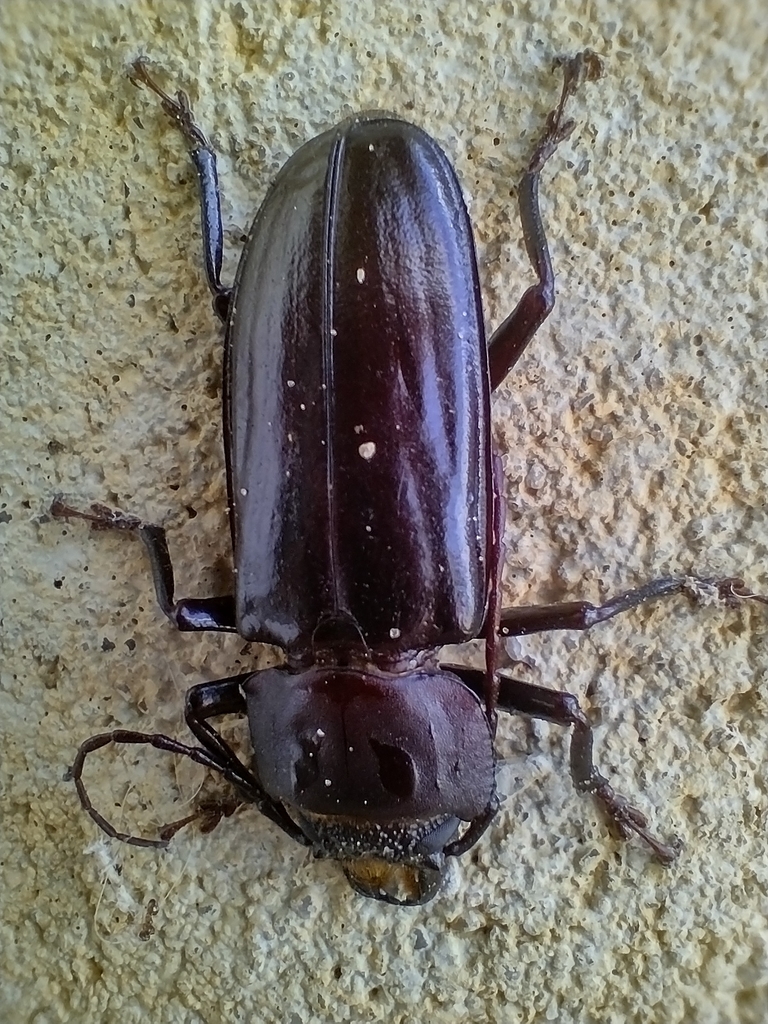 Mallodon spinibarbis from Quilombo on January 8, 2022 at 01:34 PM by ...