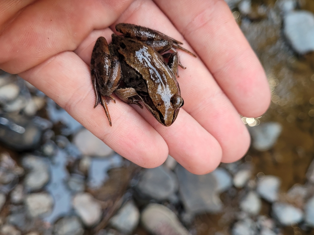 Wood Frog from Amnicon, WI, USA on August 4, 2021 at 02:01 PM by Joey ...