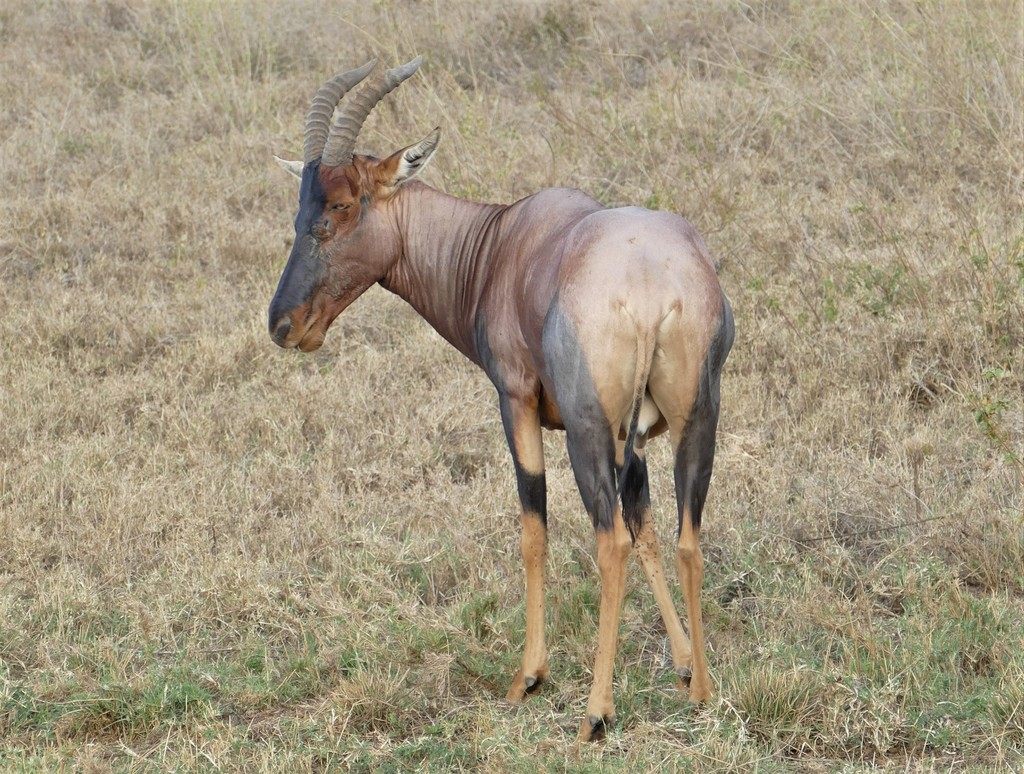 Topi from Serengeti, Tanzania on December 25, 2021 at 10:06 AM by ...