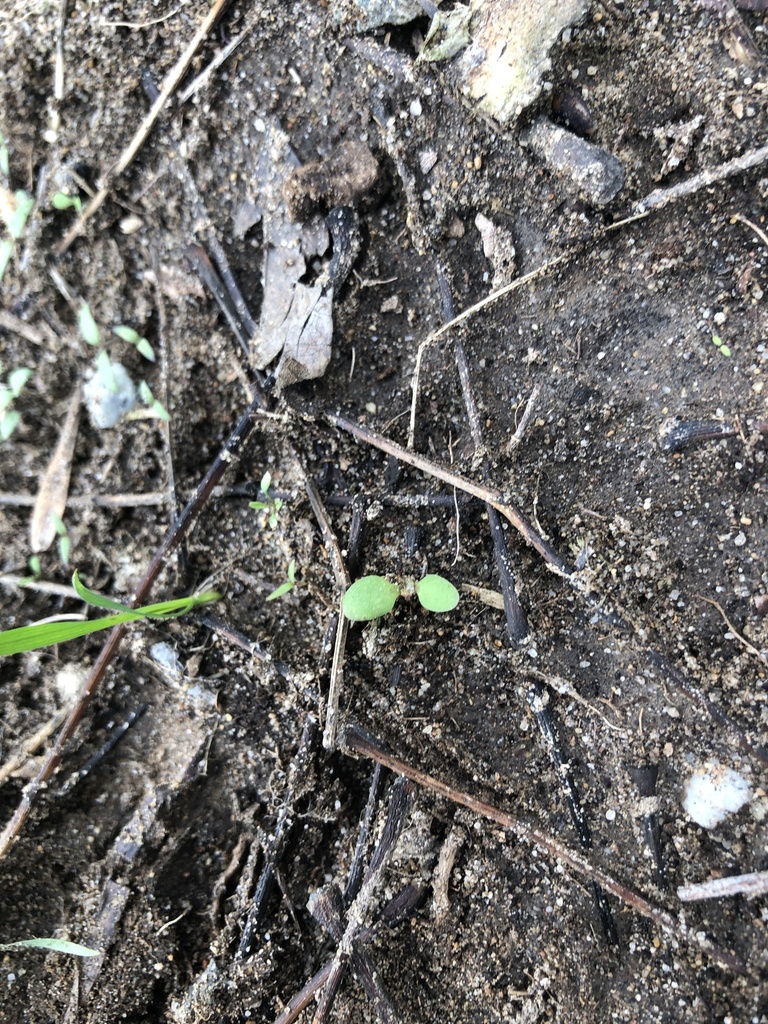Ants from Hopkins Wilderness Park, Redondo Beach, CA, US on January 08 ...