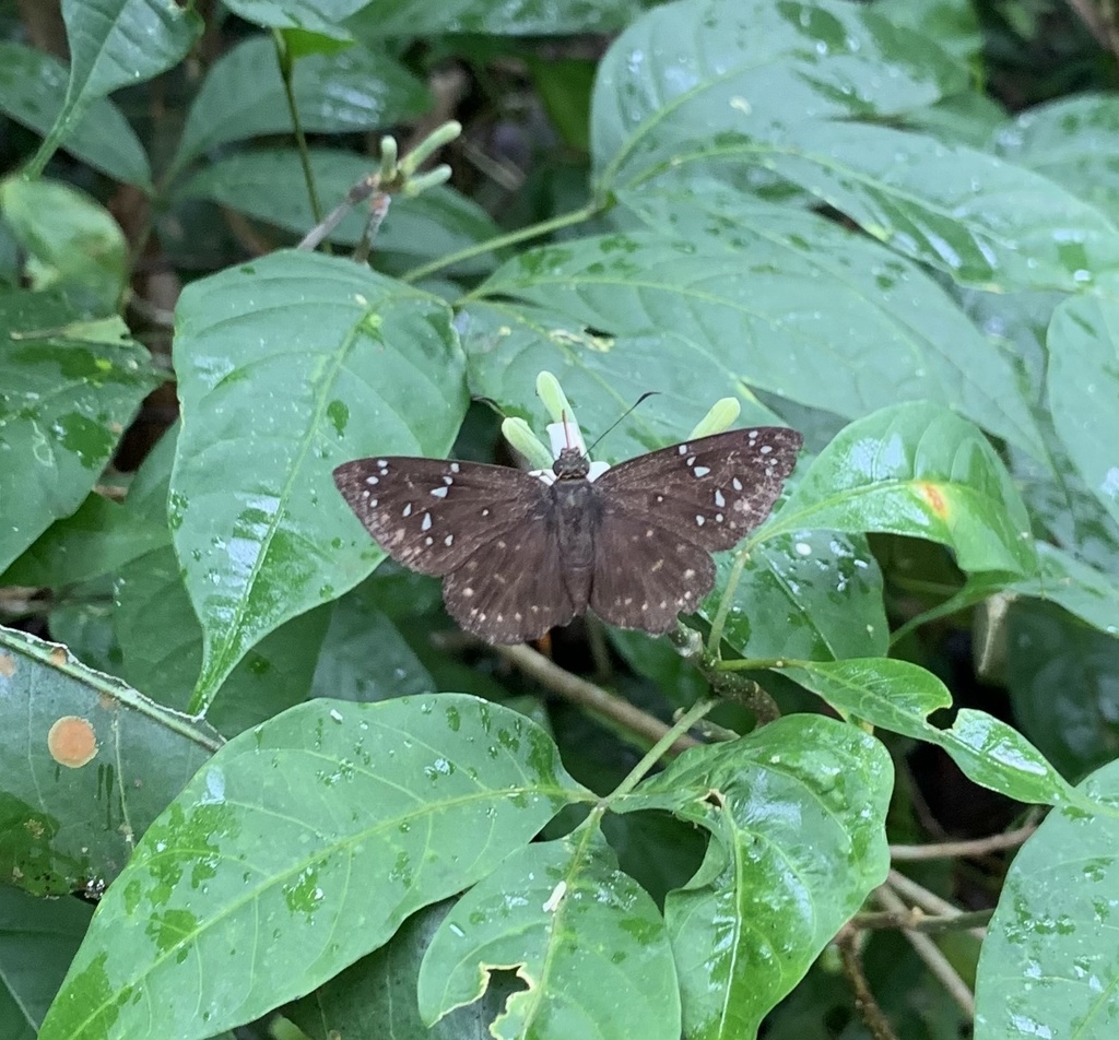 Spread-wing Skippers from Parauapebas, PA, BR on January 8, 2022 at 12: ...