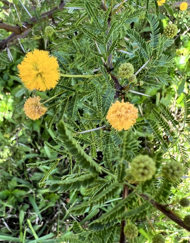 Sweet acacia from Merritt Island, Merritt Island, FL, US on January 8 ...