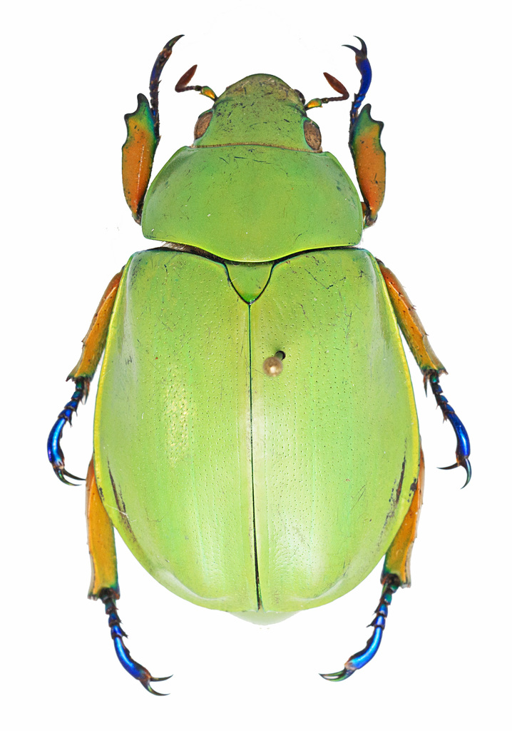 Large-eyed Jewel Scarab in April 2018 by i_fox · iNaturalist