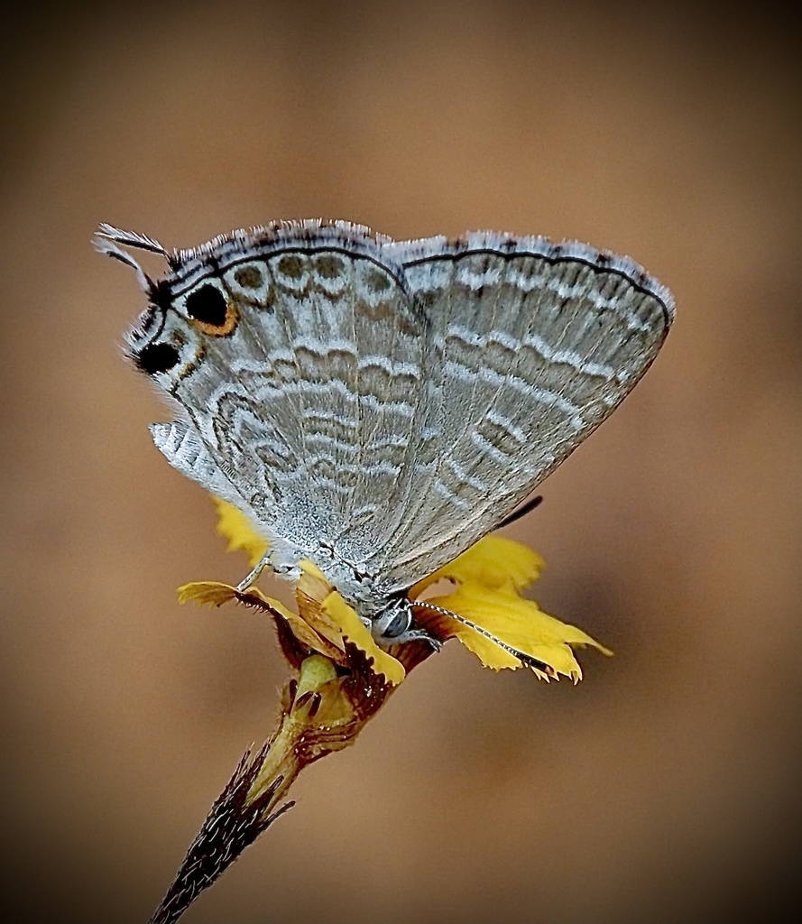 Wattle Blue from Kangaroo St, Zuccoli, NT, AU on March 28, 2021 at 03: ...