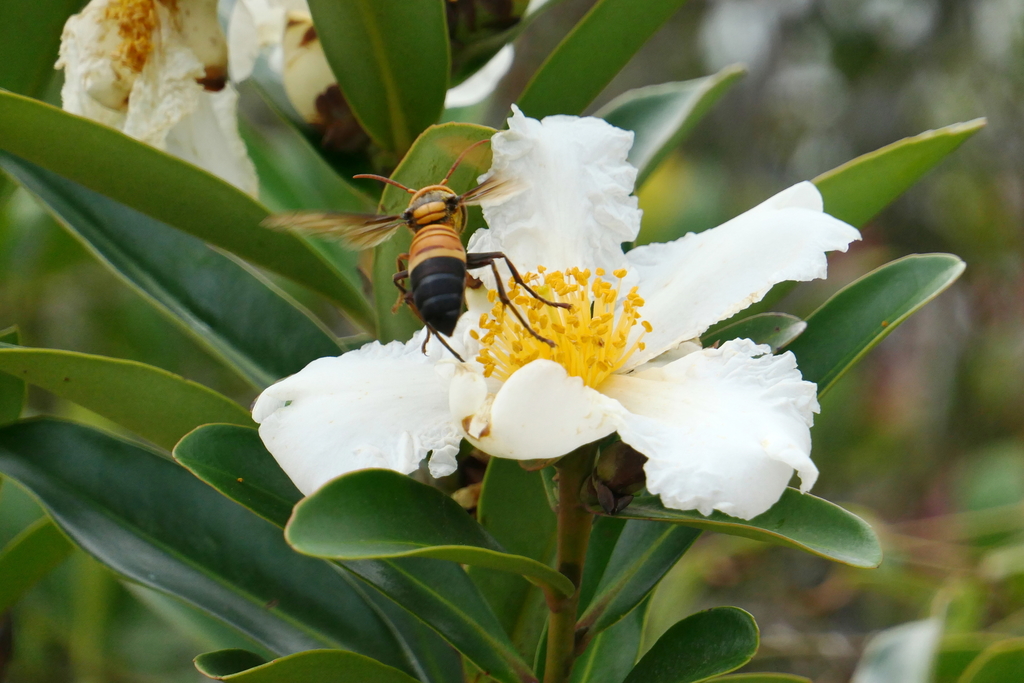 Southern Giant Hornet from 香港青衣 on December 31, 2021 at 11:52 AM by K W ...
