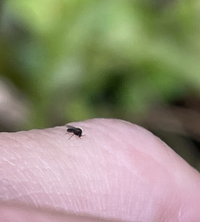 Little Black Mosquito from 新店區, TW on January 9, 2022 at 11:12 AM by ...