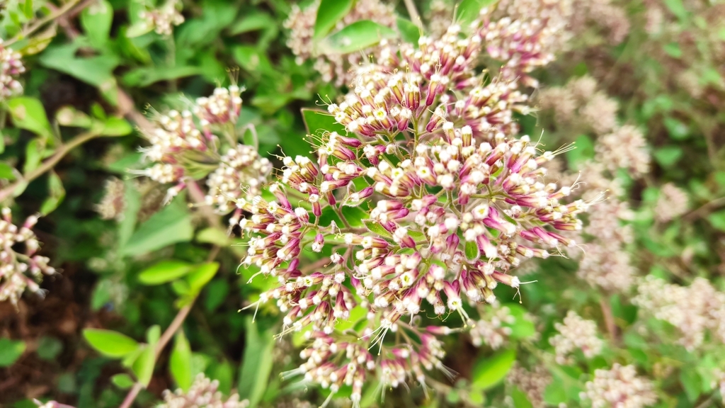 Salpianthus arenarius from Cuautepec, Gro., México on January 7, 2022 ...