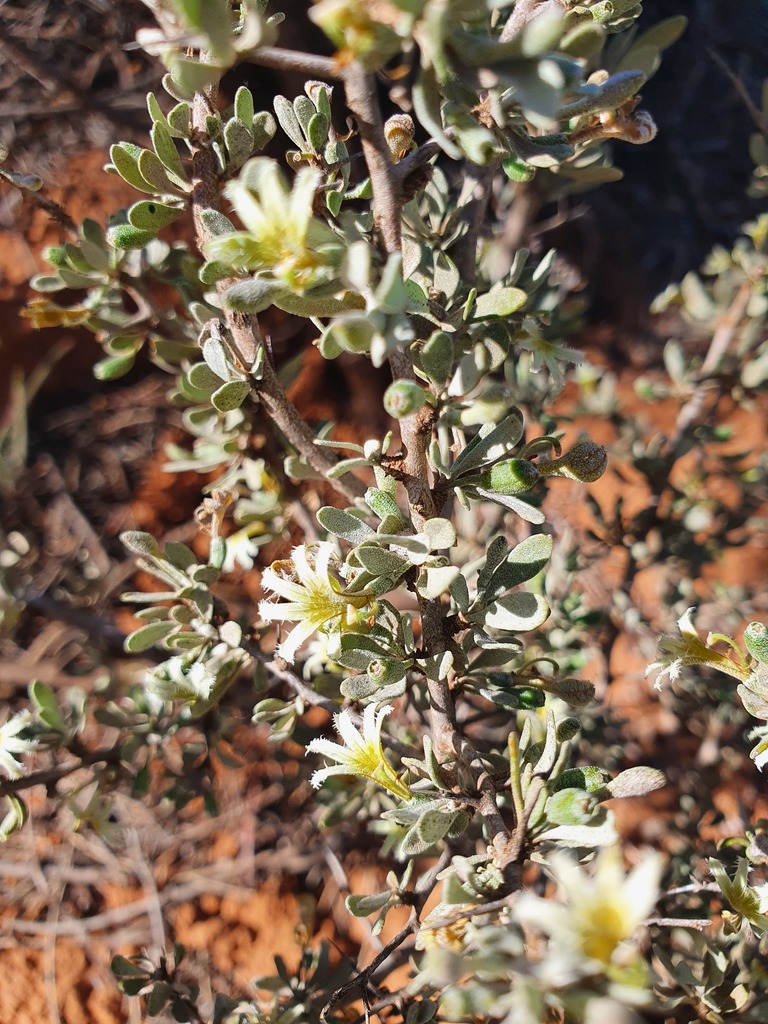 Spiny Fan-flower from Werrimull VIC 3496, Australia on November 23 ...