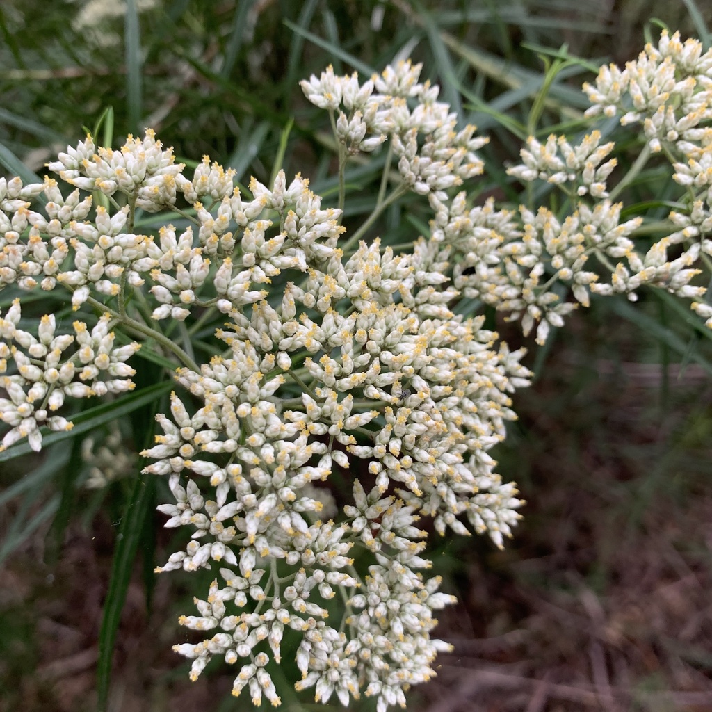 Shiny Cassinia from Tidbinbilla Nature Reserve, Paddys River, ACT, AU ...