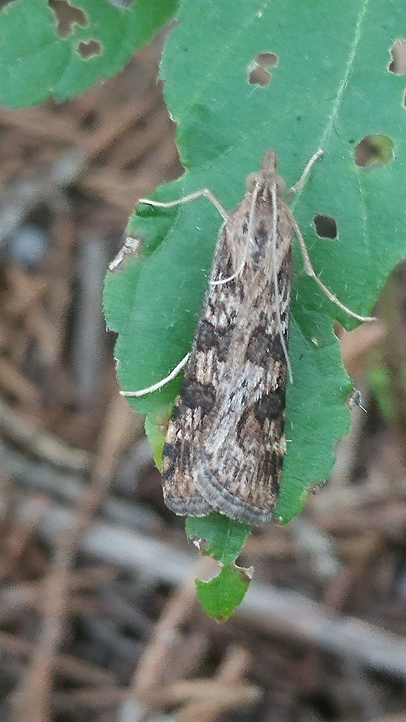 Lucerne Moth from Lakewood, TN 37138, USA on September 23, 2020 at 02: ...