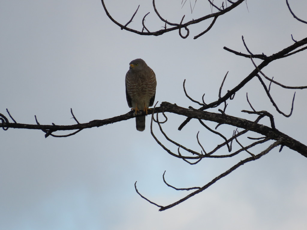 Roadside Hawk from La Democracia, Belize on January 9, 2022 at 08:23 AM ...