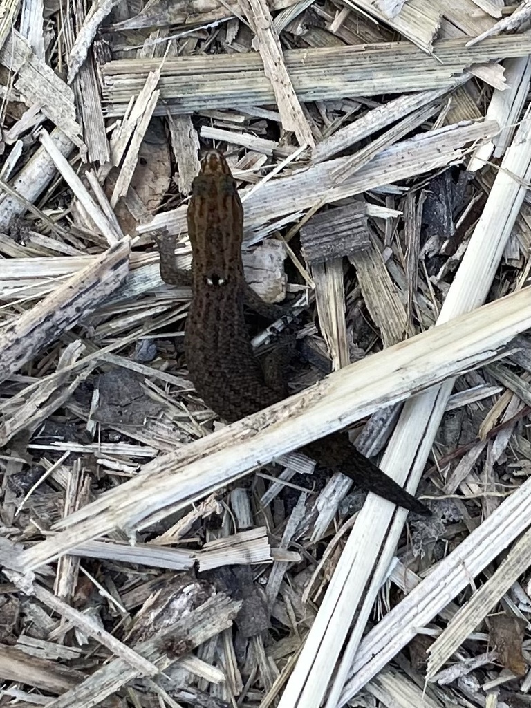 Florida Reef Gecko from Everglades National Park, FL, US on January 8 ...