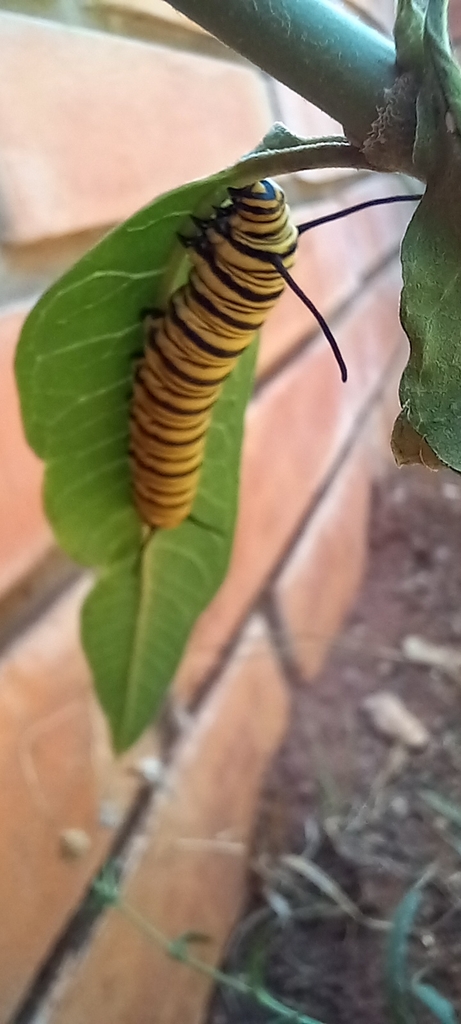 Southern Monarch from Vista Alegre, Ivoti - RS, 93900-000, Brasil on ...