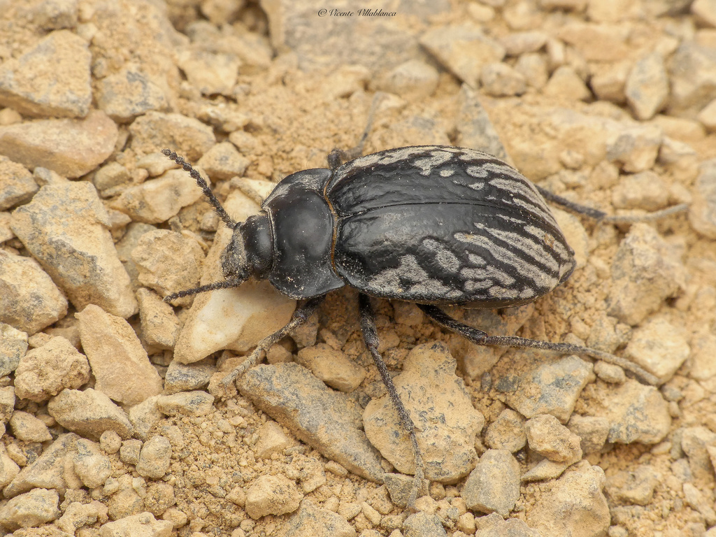 Gyriosomus angustus in December 2021 by Vicente Villablanca-Miranda ...