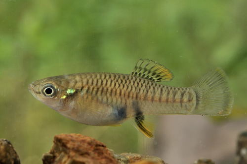 Needle Toothcarp (Brachyrhaphis rhabdophora) · iNaturalist
