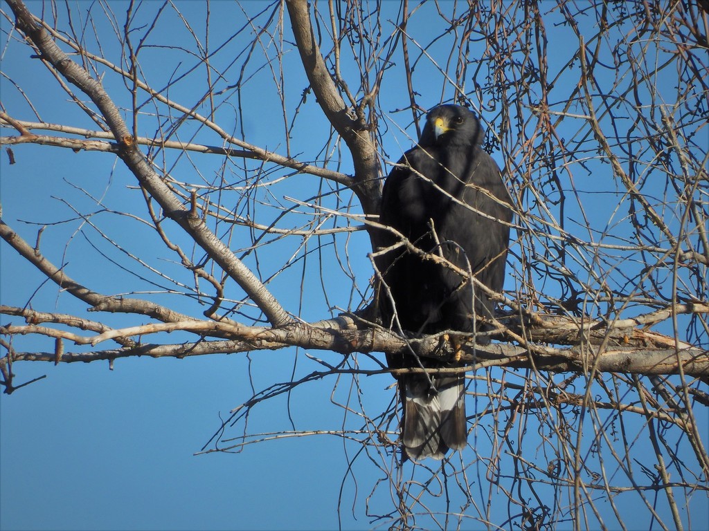 Zone-tailed Hawk from León, Gto., México on January 9, 2022 at 09:09 AM ...