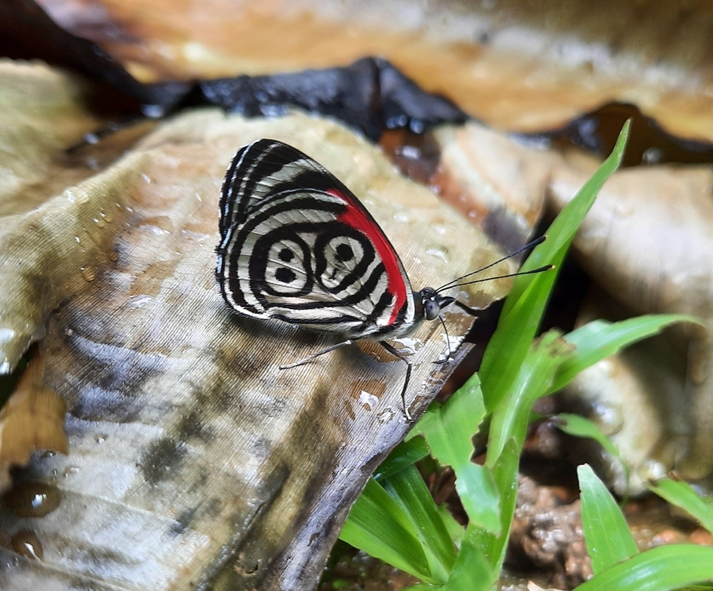 Eighty-nine Butterfly from Tunapuna/Piarco Regional Corporation ...
