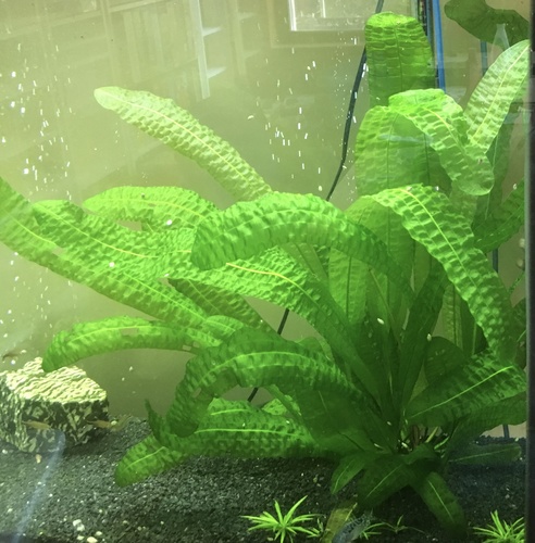 Aponogeton boivinianus · NaturaLista Colombia