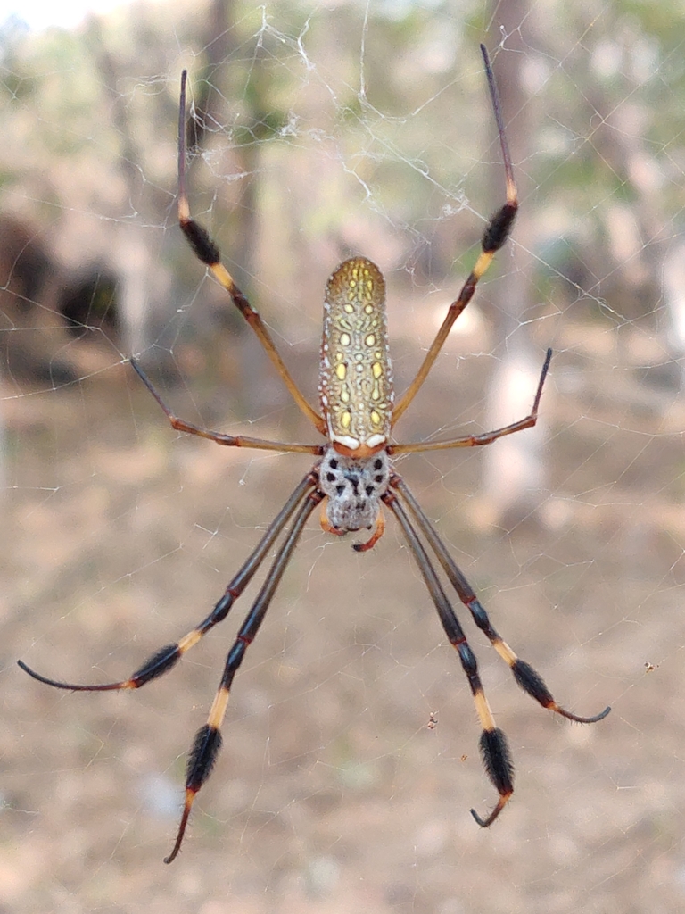 Golden Silk Spider from Atoyac, Jalisco, Jalisco, Mexico on November 30 ...