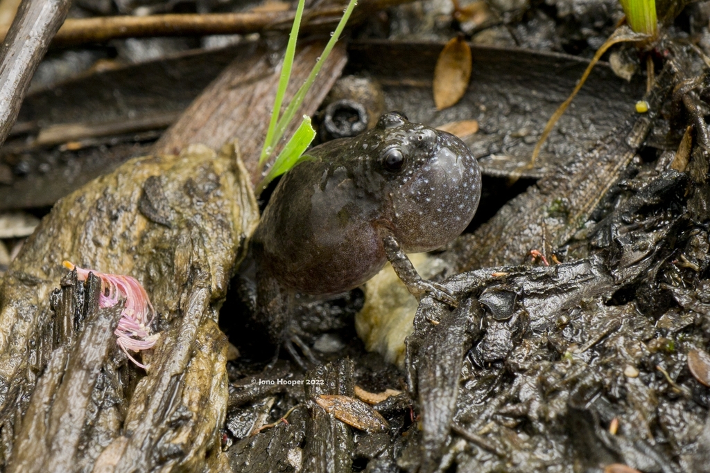 Desert Froglet from Burrum Heads QLD 4659, Australia on January 07 ...
